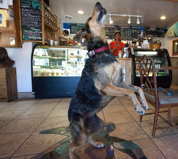 Surfdog's Java Hut - Surfdog Records